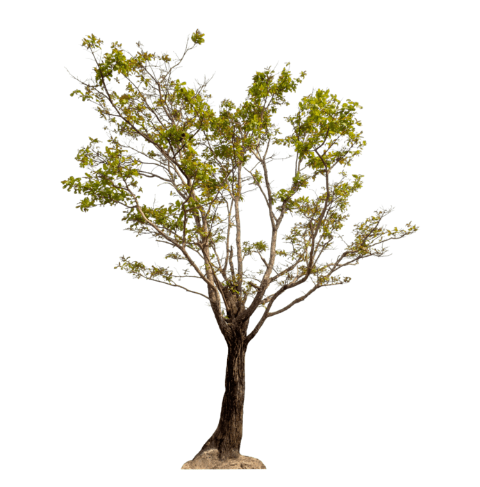 Animated Tree PNGs for Free Download