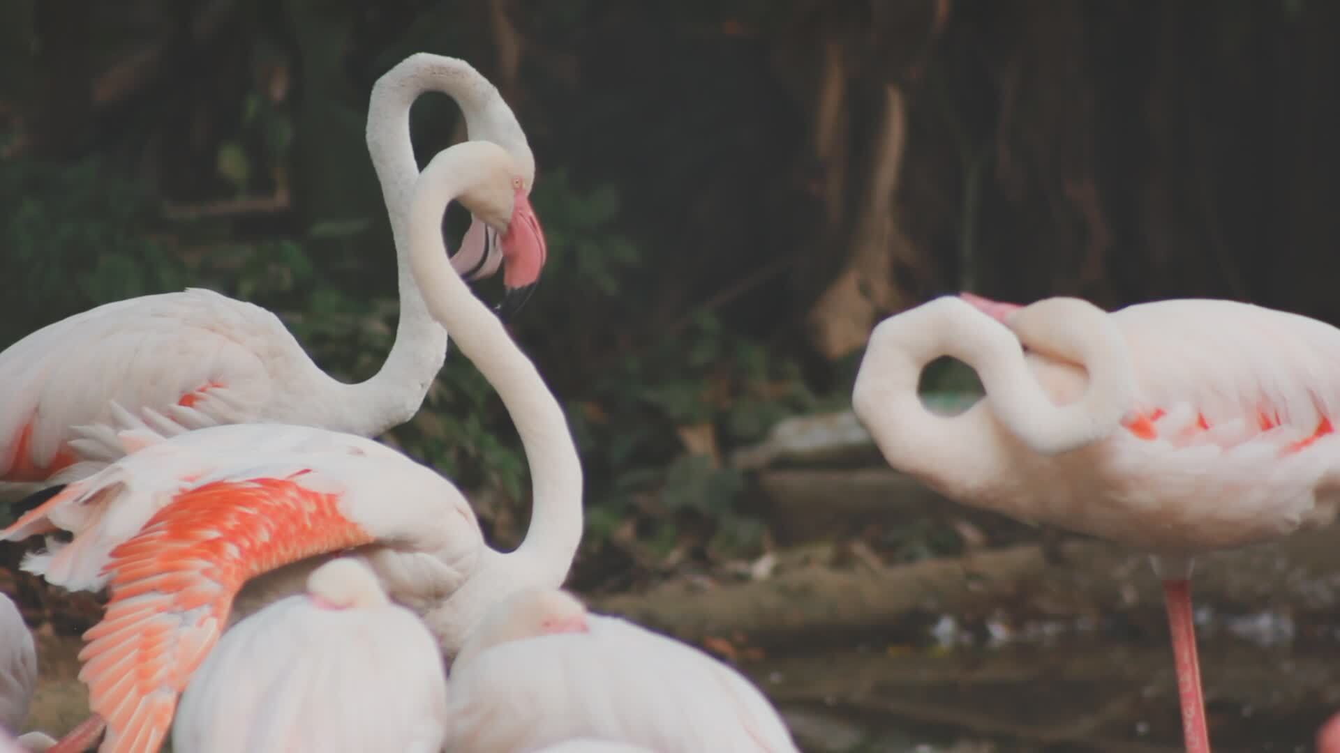 Wonderful elegant Flamingos walking in the pond. Bright reflection of beautiful pink big birds ...