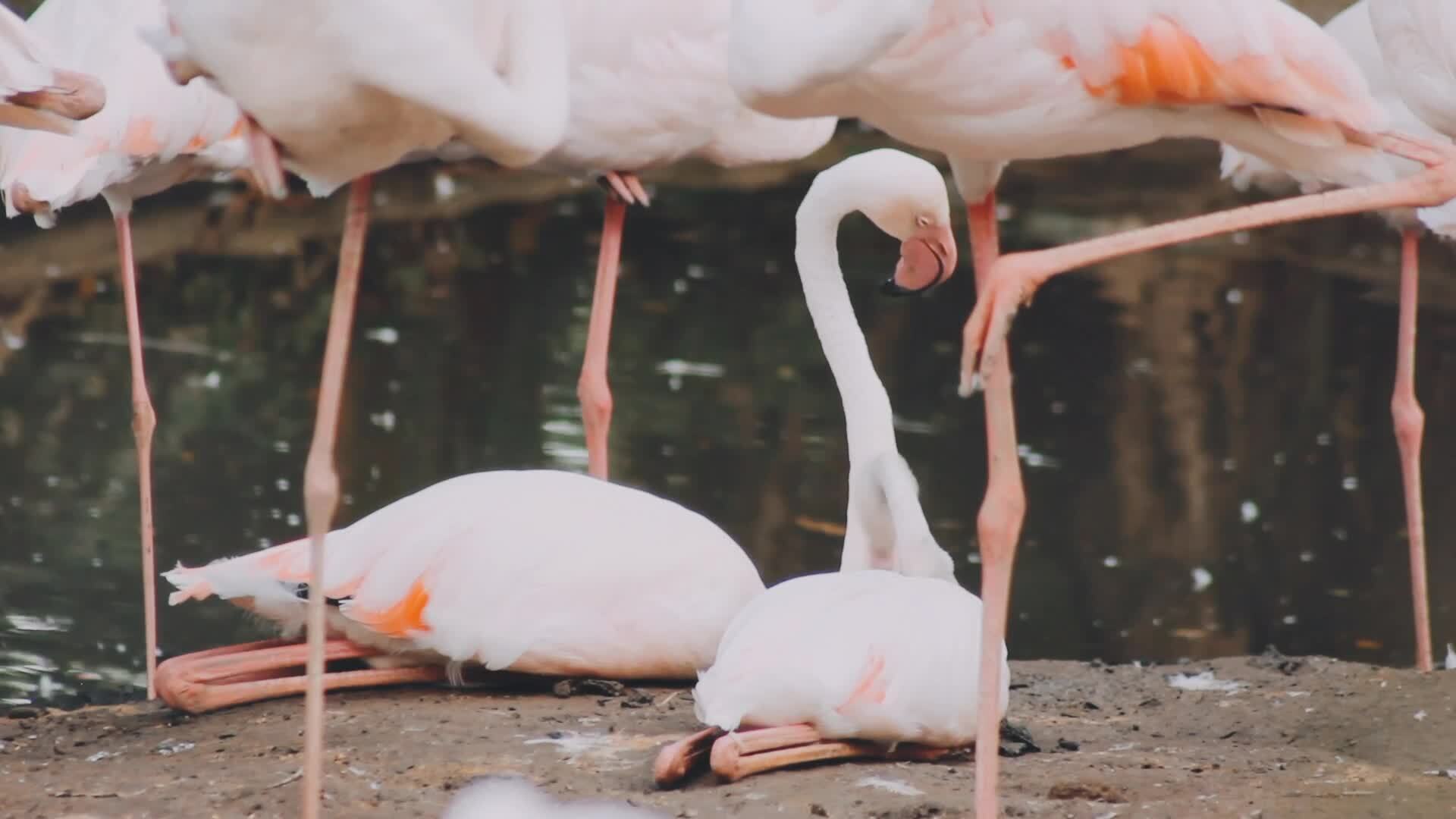 Wonderful elegant Flamingos walking in the pond. Bright reflection of beautiful pink big birds ...