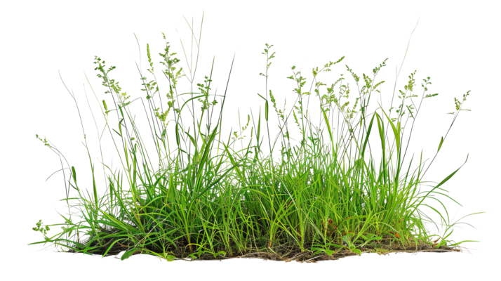Grass Texture Pngs For Free Download