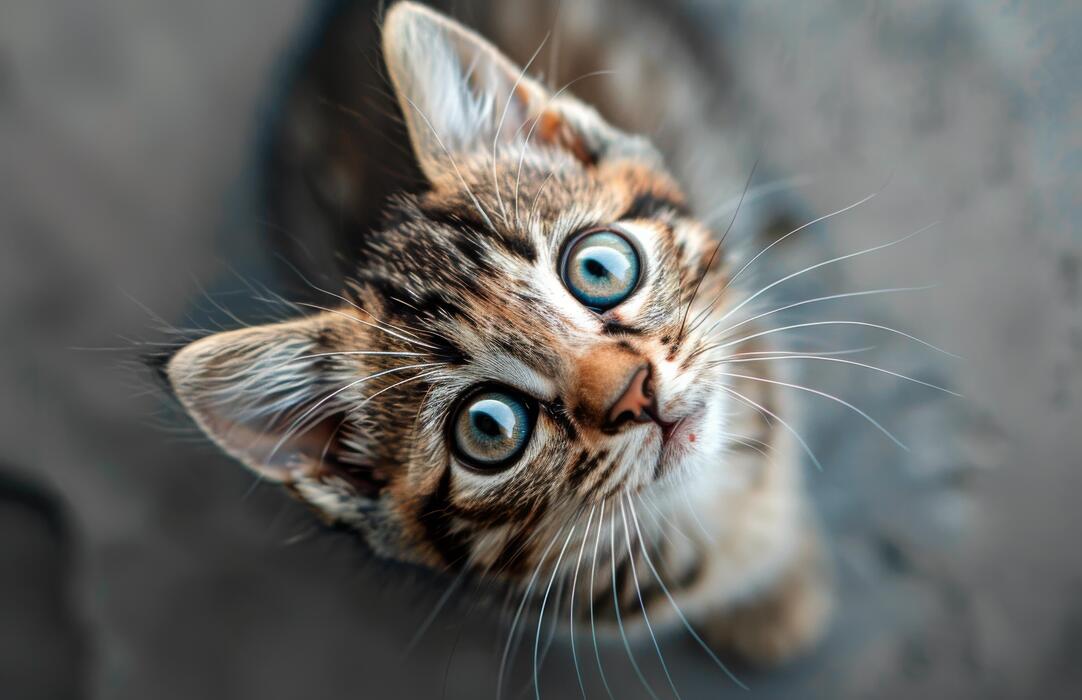 Curious Cat Stock Photos, Images and Backgrounds for Free Download