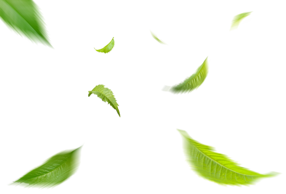 Floating Leaves PNGs for Free Download Floating Leaves PNGs for Free Download