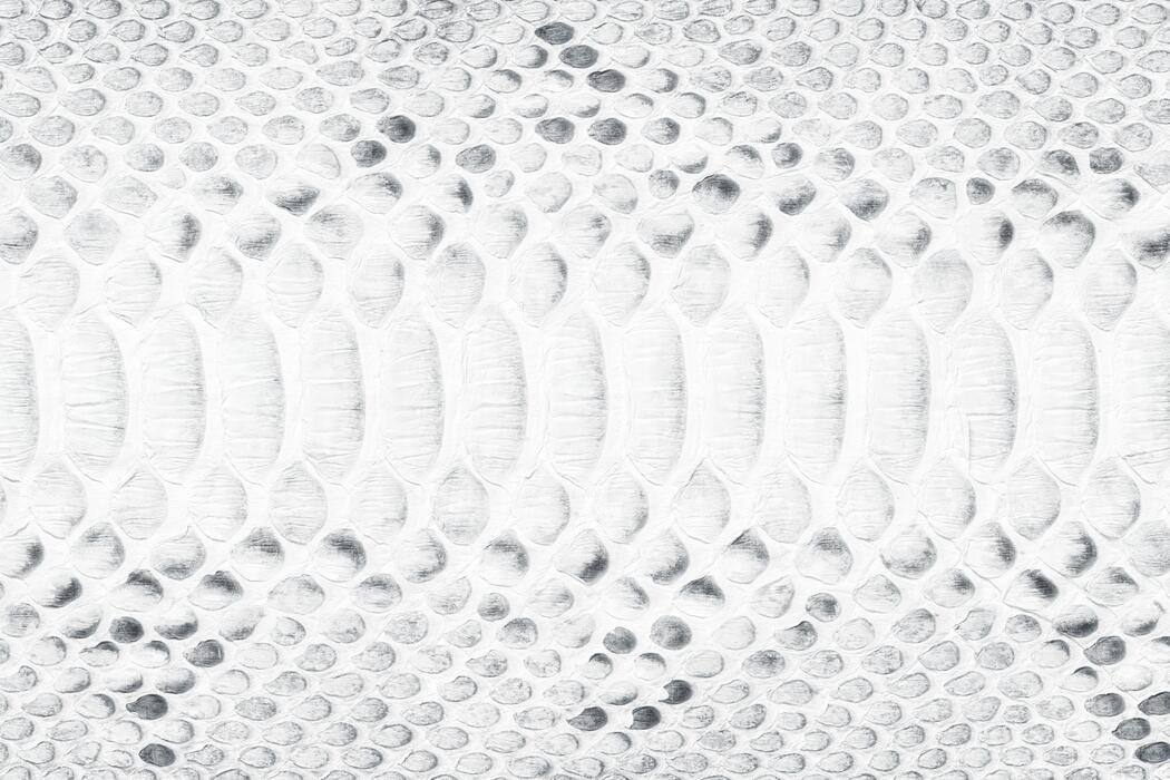 Snake Skin Seamless Stock Photos, Images and Backgrounds for Free Download