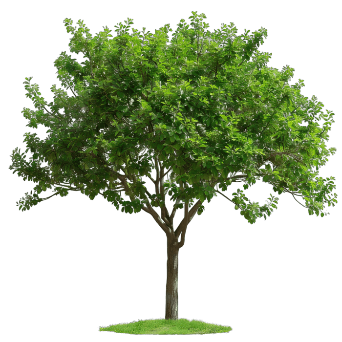Animated Tree PNGs for Free Download