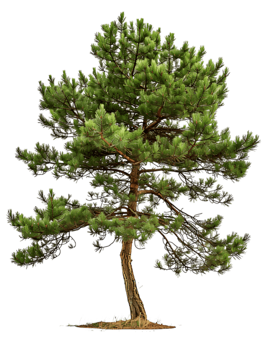 Pine Tree Transparent PNGs for Free Download