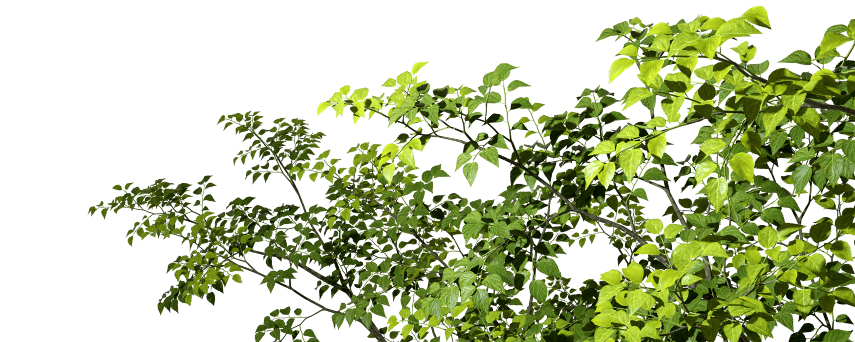 Tree Leaves PNGs for Free Download