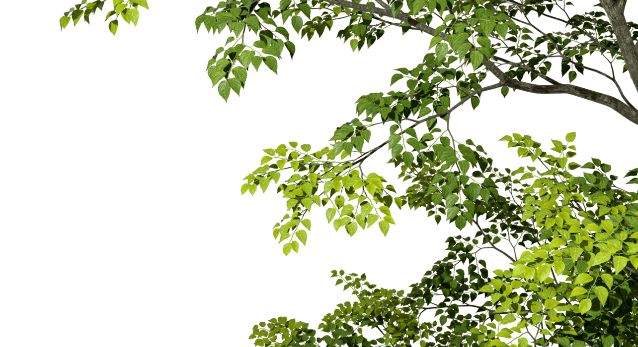 Tree Leaves PNGs for Free Download