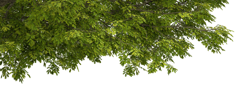 Hoja De Arbol Png Para Descargar Gratis