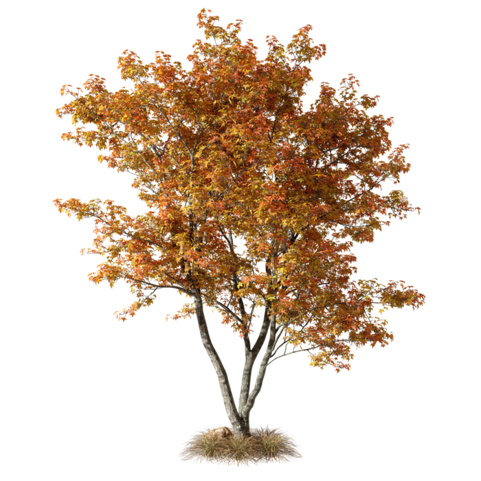 Autumn Tree PNGs for Free Download