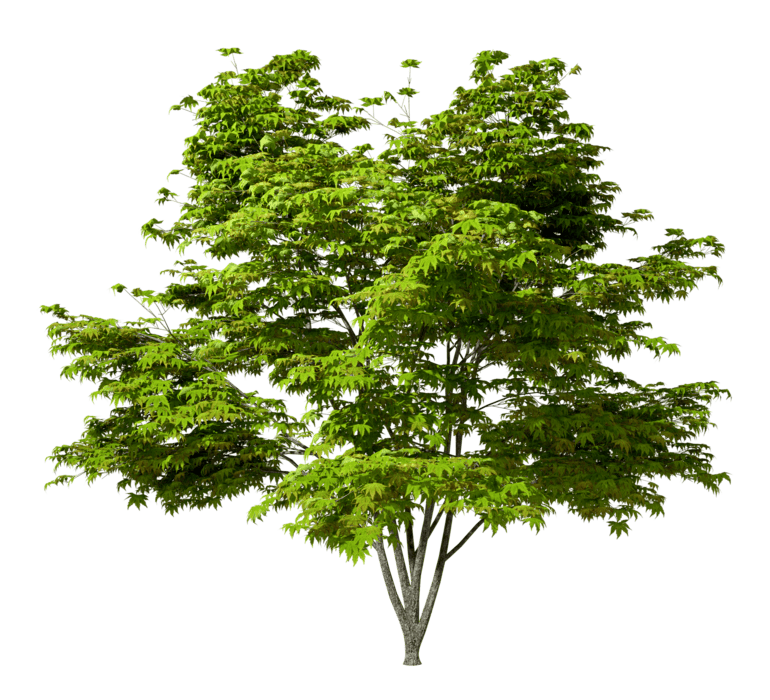 Animated Tree PNGs for Free Download