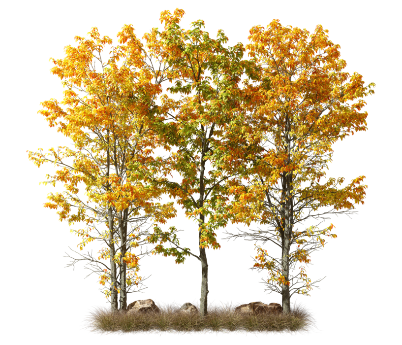 Autumn Trees PNGs for Free Download