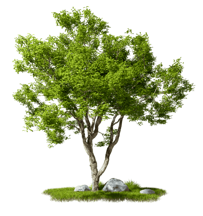 Animated Tree PNGs for Free Download