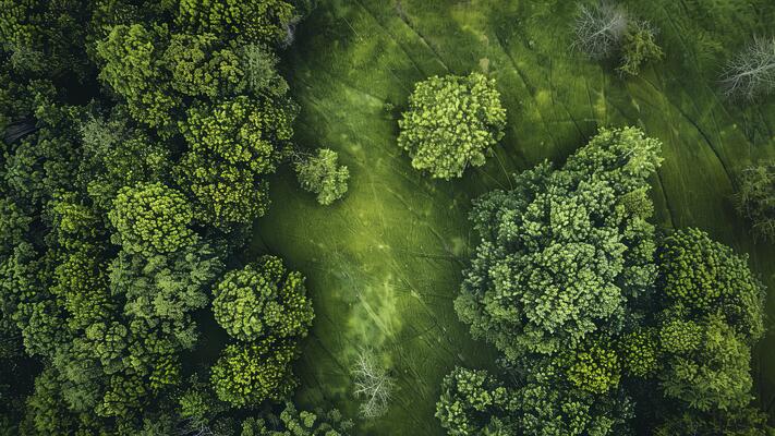 Aerial View Trees Stock Photos, Images and Backgrounds for Free Download