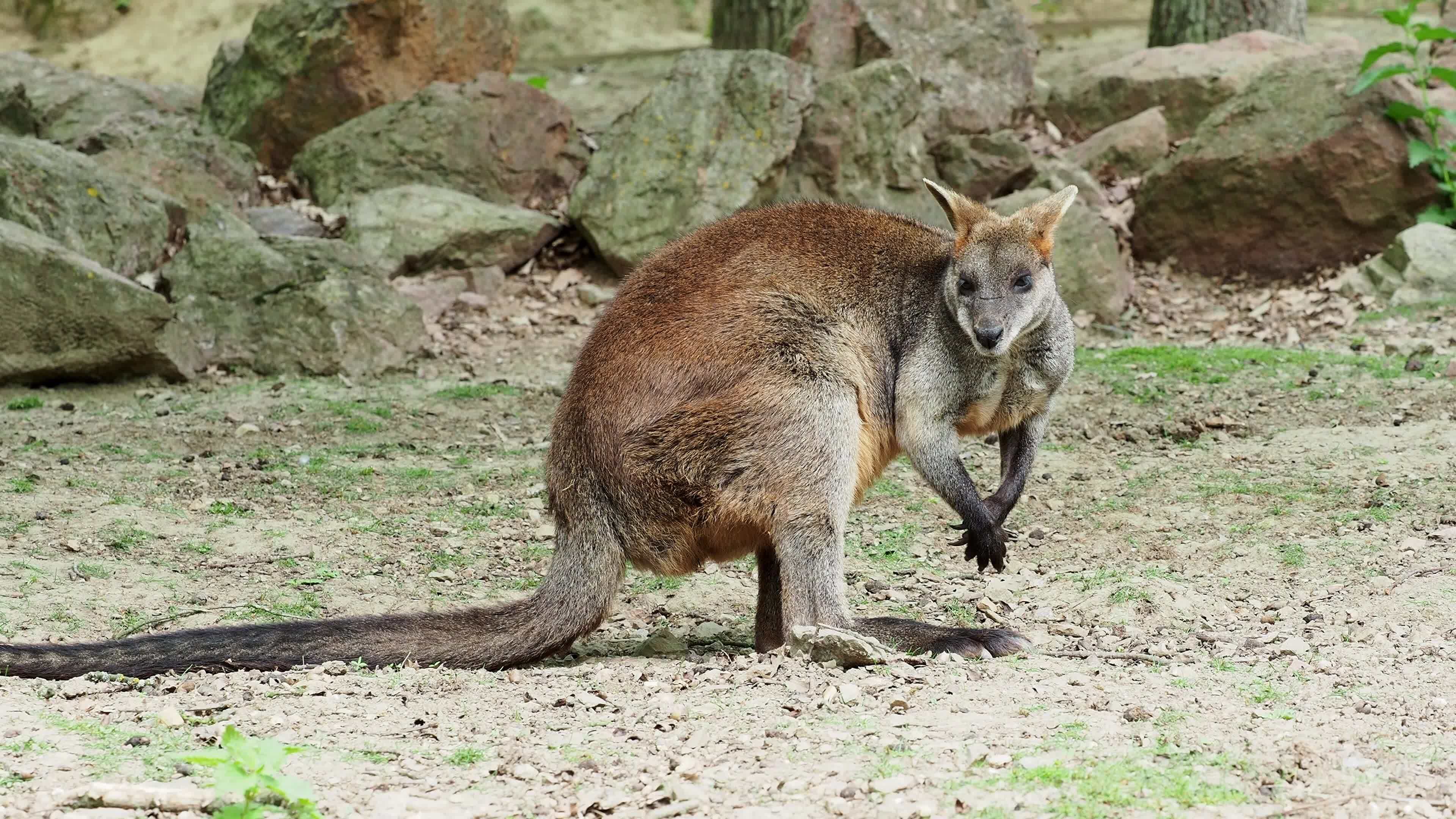 Swamp Wallaby Wallabia Bicolor Known As The Black Wallaby 47385722