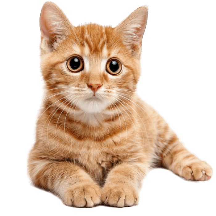 Cat Clipart PNGs for Free Download