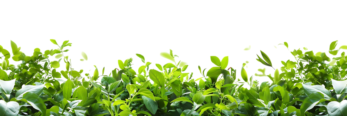 Green Screen Background Pngs For Free Download