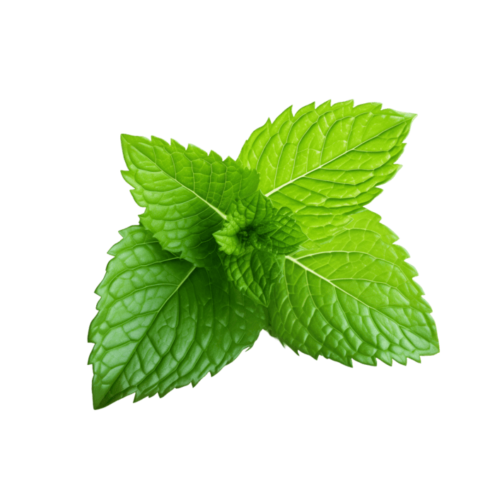 Mint Leaf PNGs for Free Download