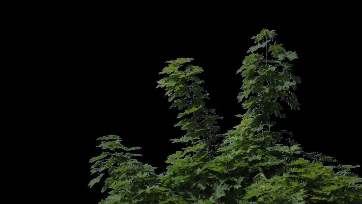 Growing Tree Animation Stock Video Footage for Free Download