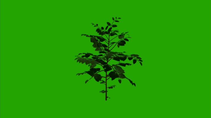 Growing Tree Animation Stock Video Footage for Free Download