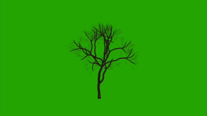 Growing Tree Animation Stock Video Footage for Free Download