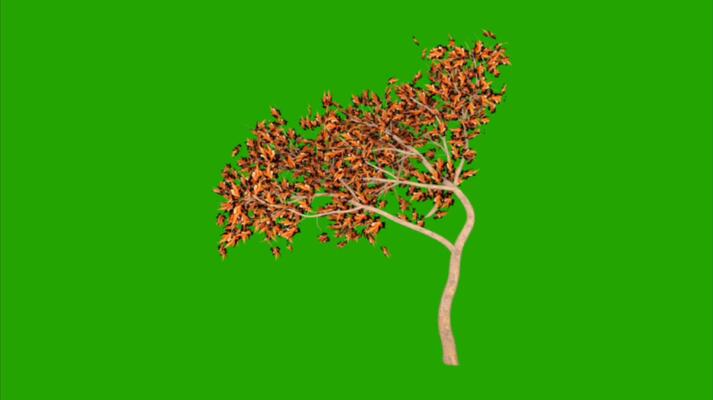 Family Tree Animation Stock Video Footage for Free Download