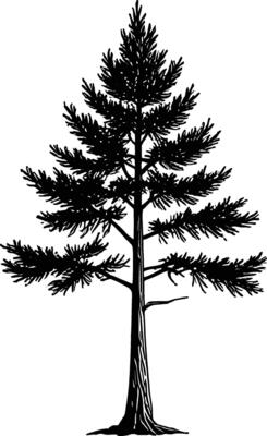 Pine Tree Outline Vector Art, Icons, and Graphics for Free Download