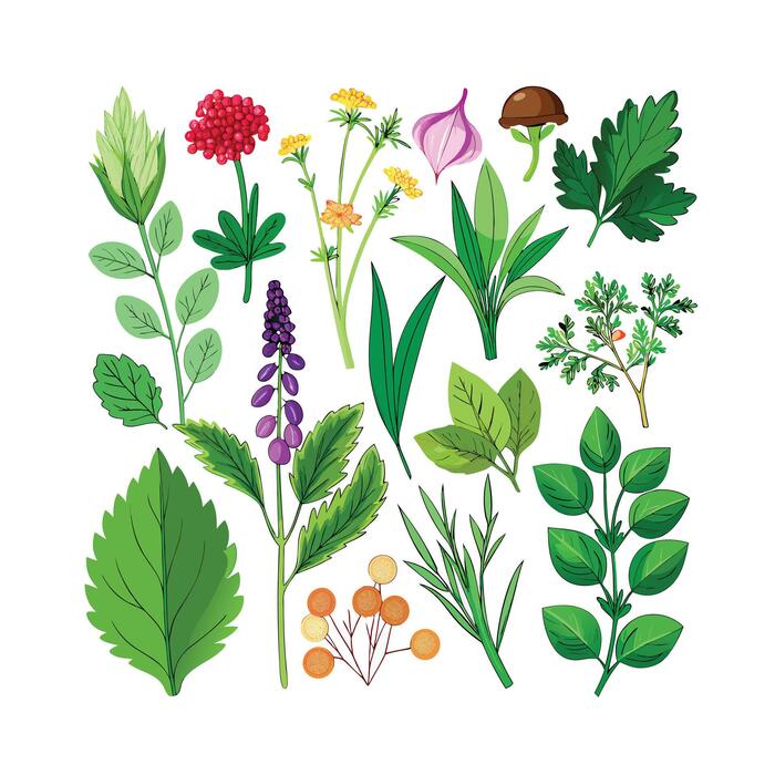 Plantas Medicinales Vectores, Iconos, Gráficos y Fondos para Descargar ...