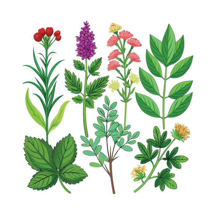 Plantas Medicinales Vectores, Iconos, Gráficos y Fondos para Descargar ...