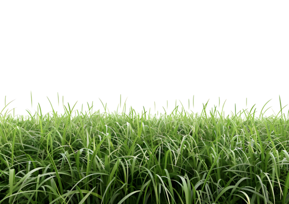Black Grass Pngs For Free Download