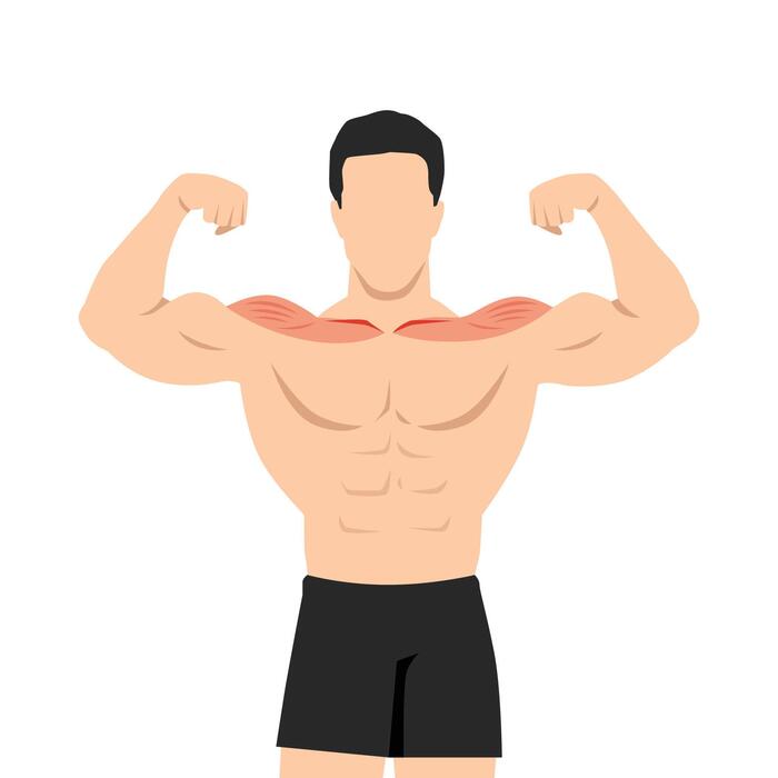 Human Muscle Vector Art, Icons, and Graphics for Free Download