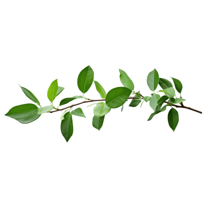 Green Leaves Branch PNGs for Free Download