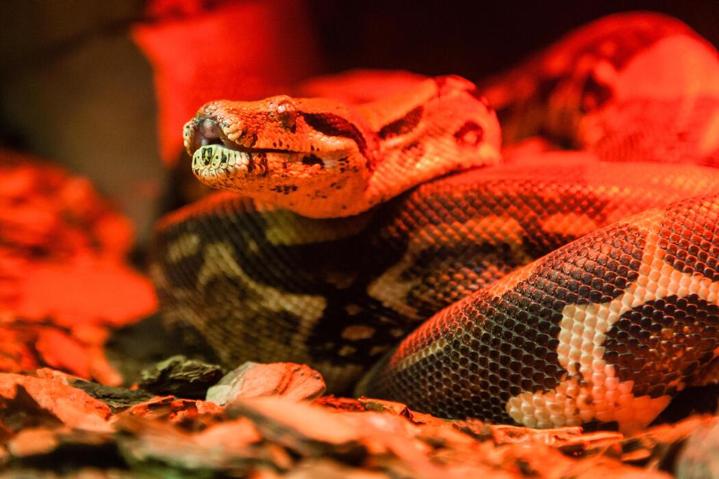 Python Snake Stock Photos, Images and Backgrounds for Free Download