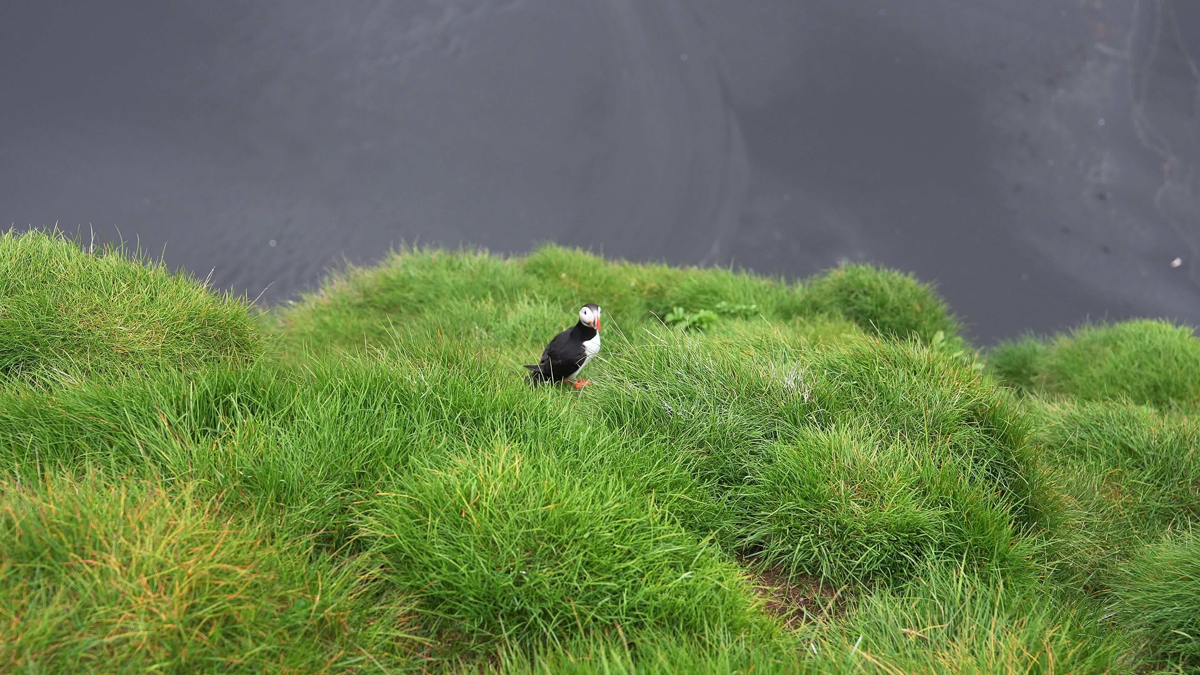 View Of The Atlantic Puffin Common Birds Found In Iceland Atlantic Puffin Also Know As Common