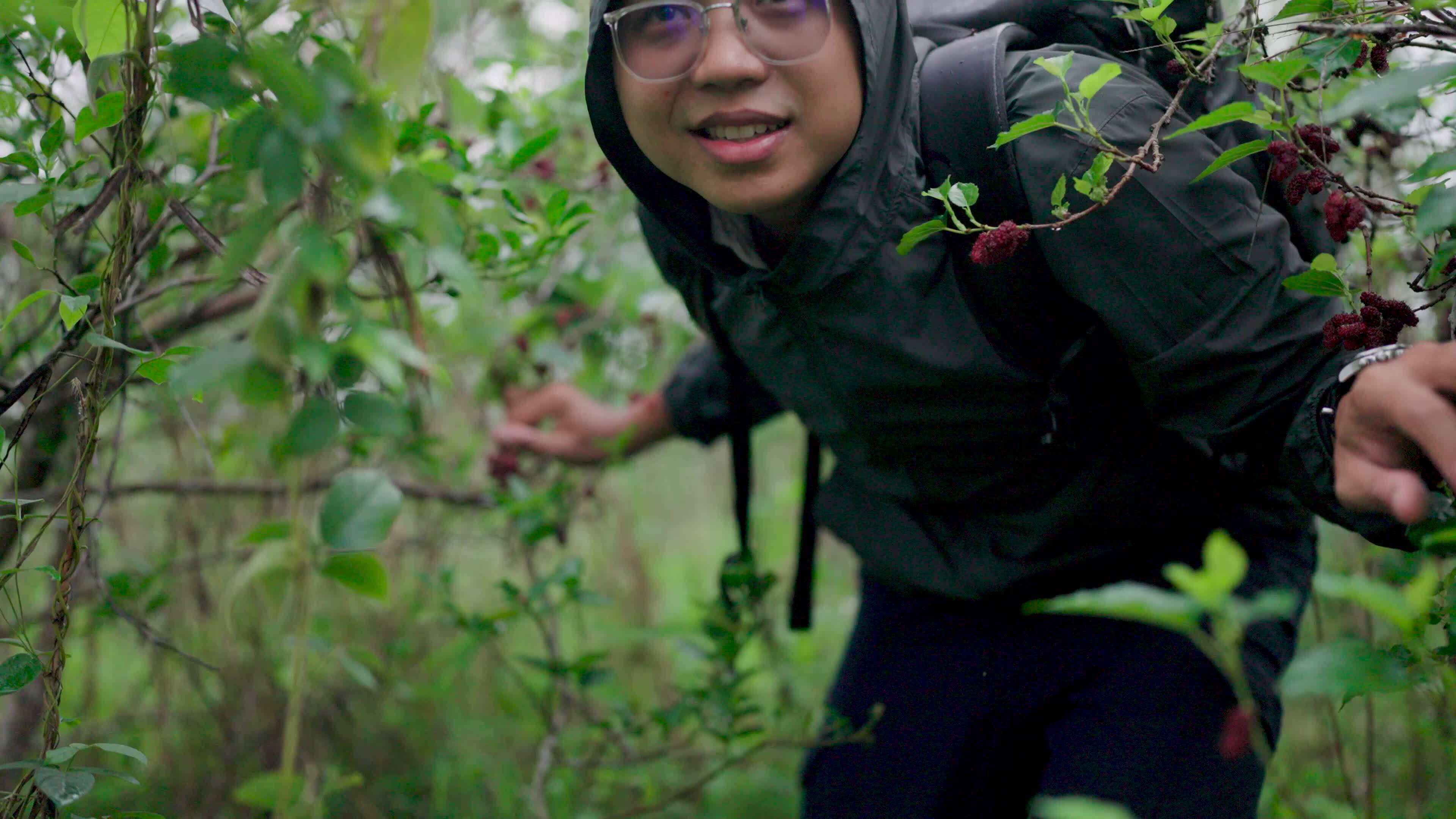 Hiking men are ducking under the bushes, picking wild berries and tasting them 48018419 Stock ...