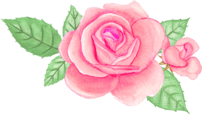 Rose Drawing Pngs For Free Download