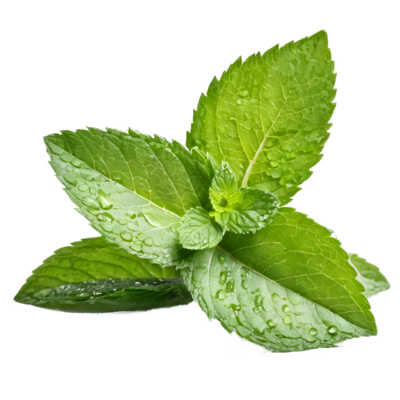 Mint Leaf PNGs for Free Download