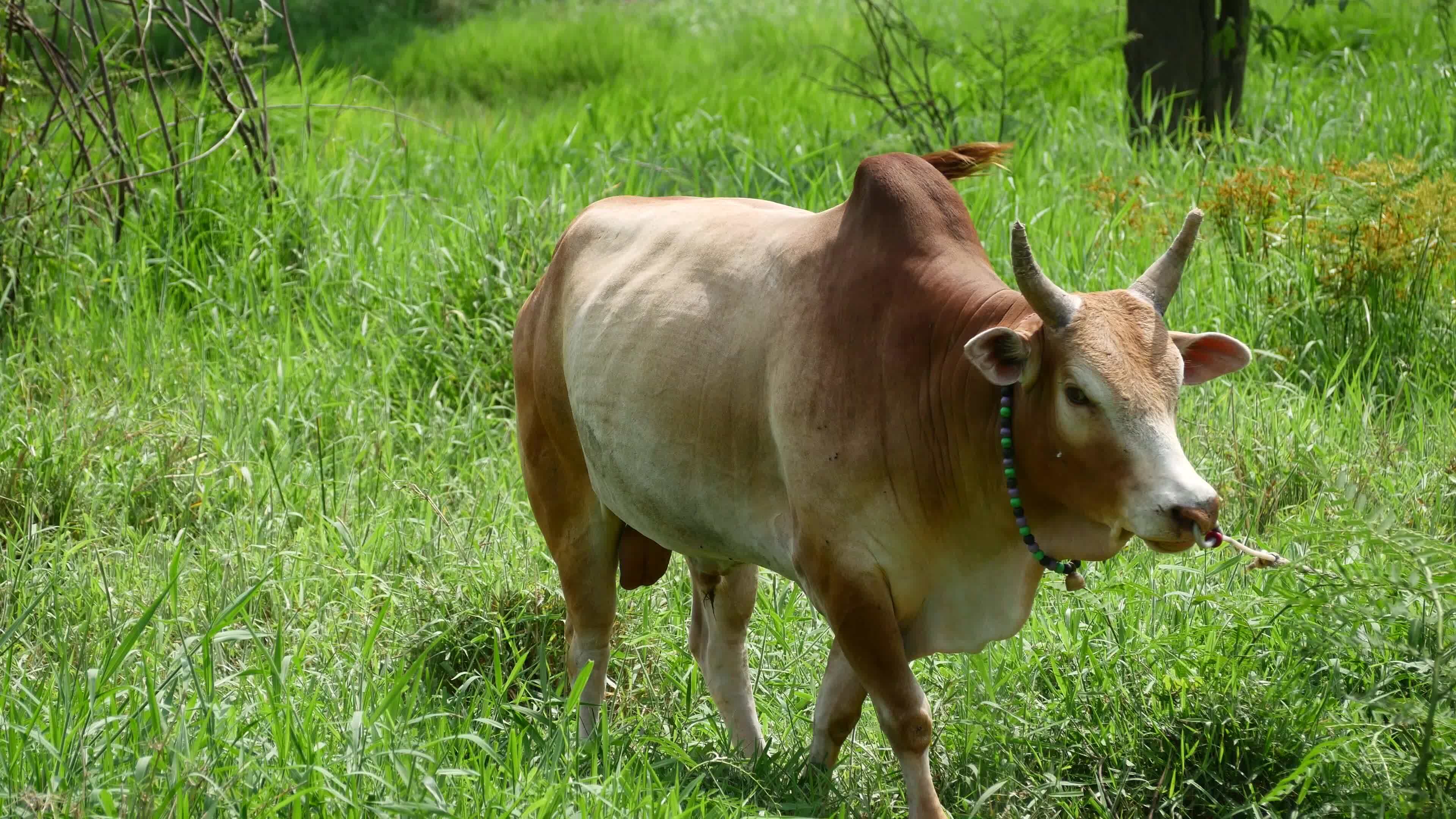 Zebu Cows Grazing on Farm 48042108 Stock Video at Vecteezy