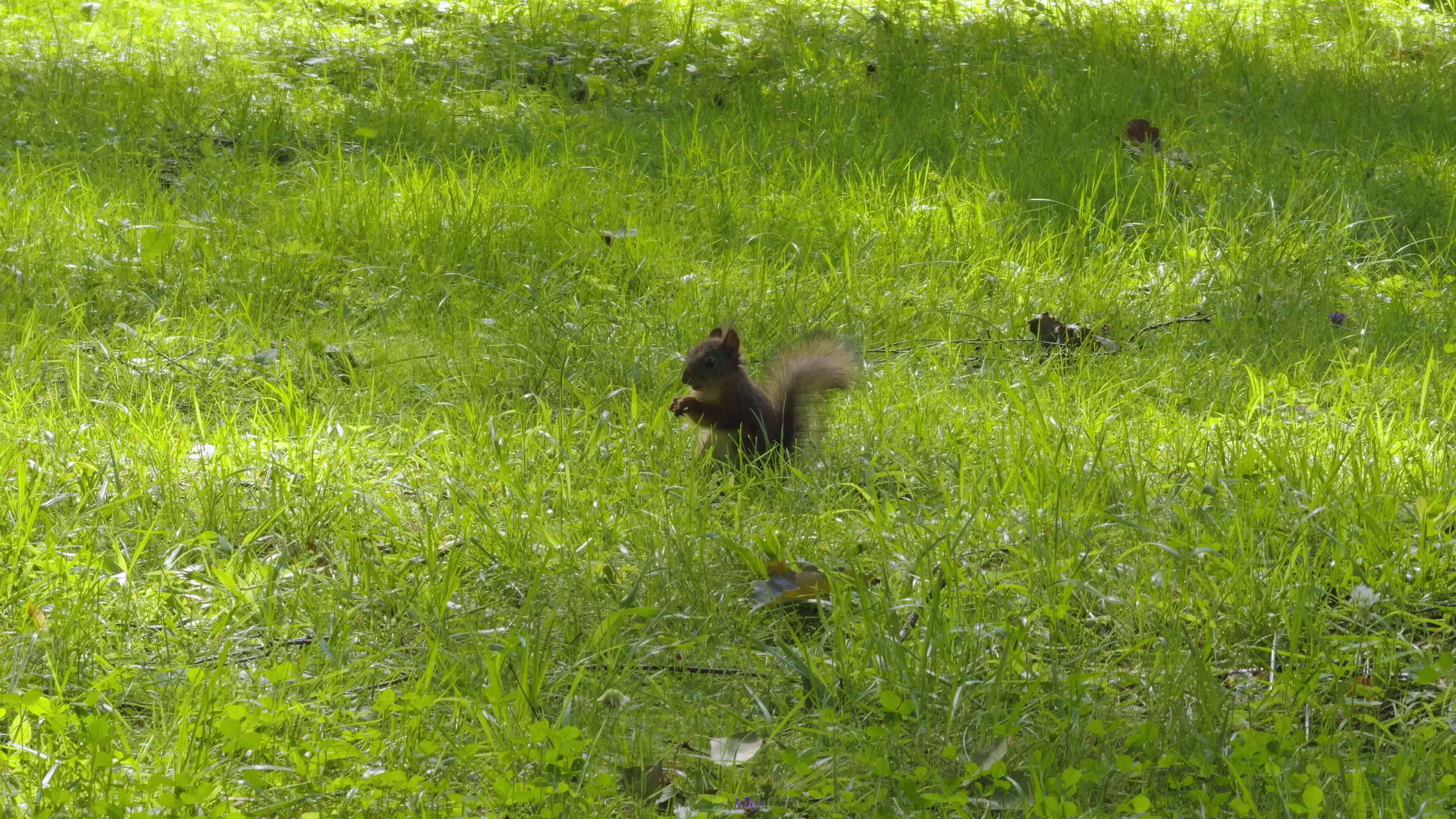 A squirrel eating a nut while standing on lush green grass, capturing a ... A squirrel eating a nut while standing on lush green grass, capturing a ...
