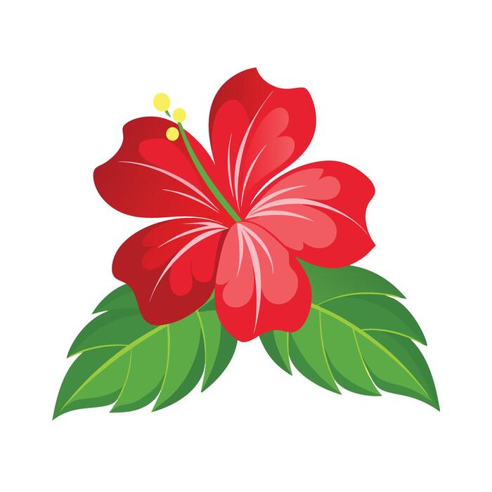 Puerto Rico Flower Vector Art, Icons, and Graphics for Free Download