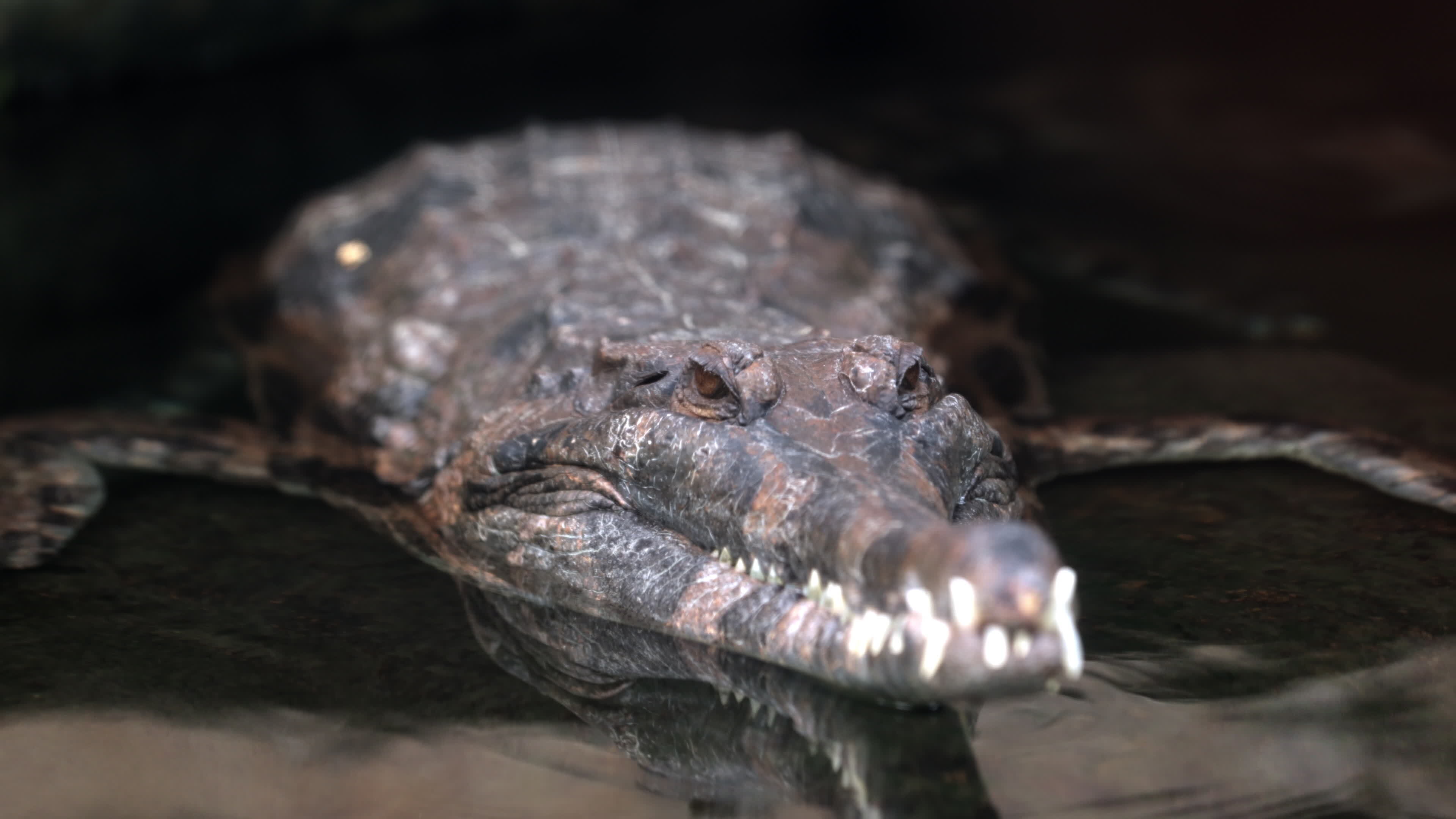 Close up of a nile crocodile, Crocodylus niloticus, outside water ...