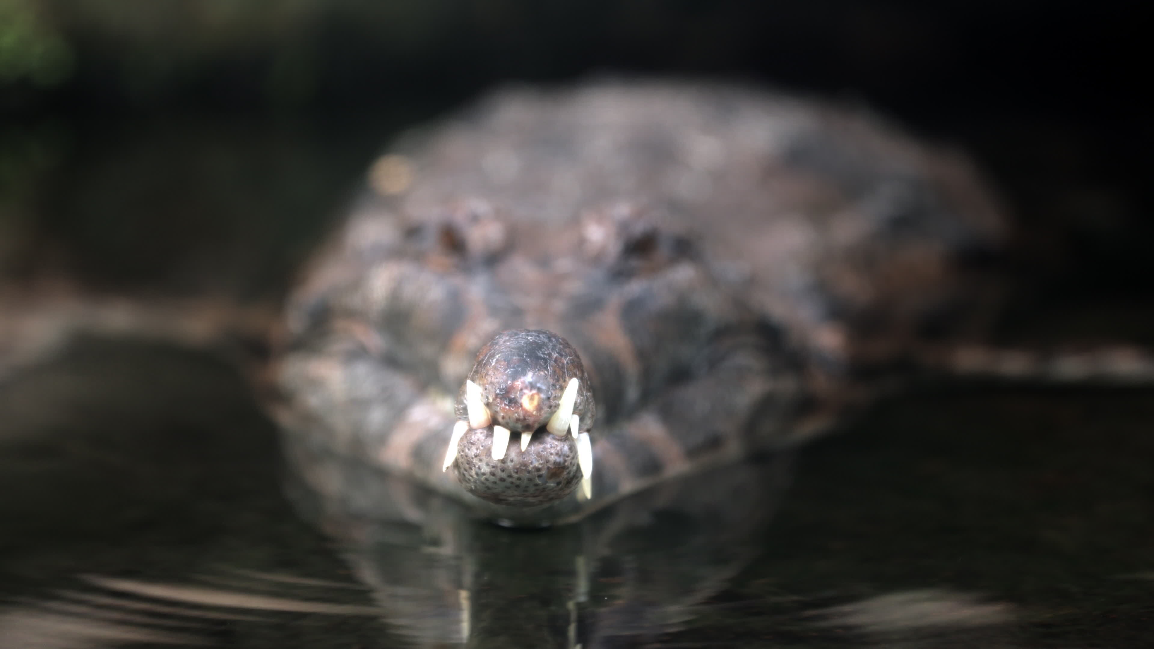 Close up of a nile crocodile, Crocodylus niloticus, outside water ...