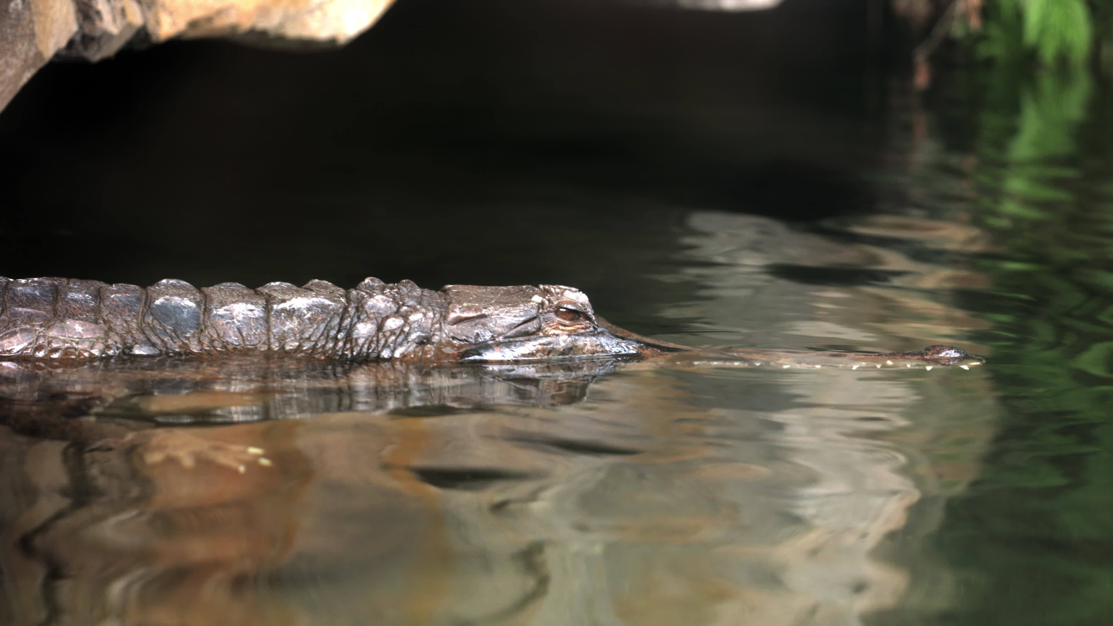 Close up of a nile crocodile, Crocodylus niloticus, outside water ...