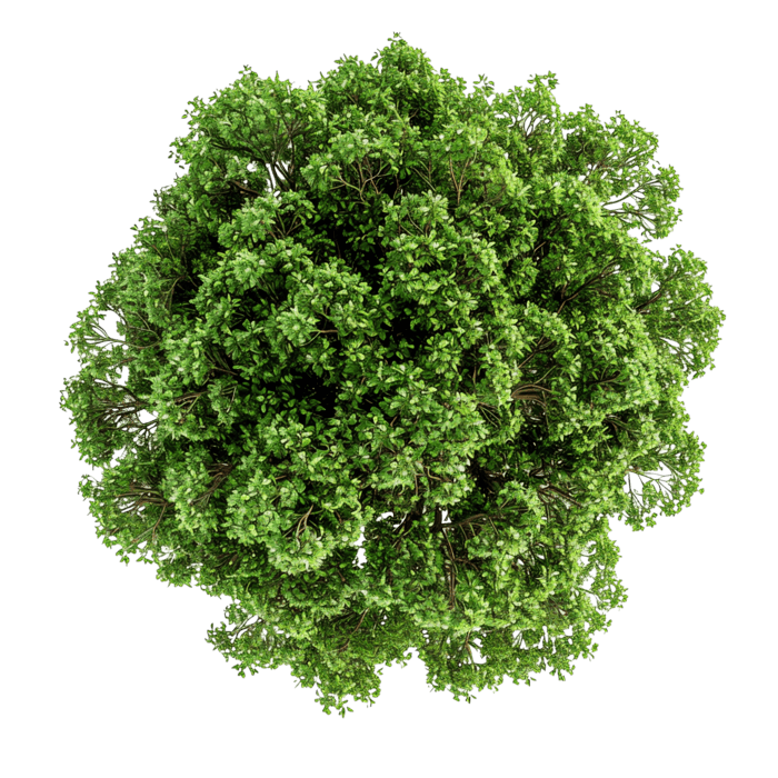 Arbre Vue Dessus PNG pour téléchargement gratuit