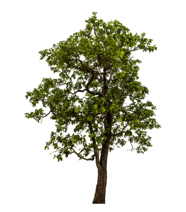Animated Tree PNGs for Free Download