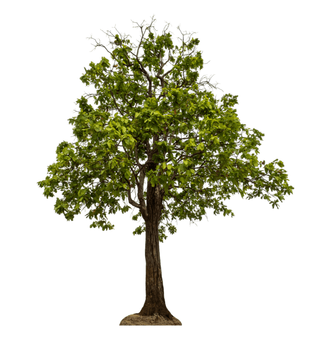 Animated Tree PNGs for Free Download