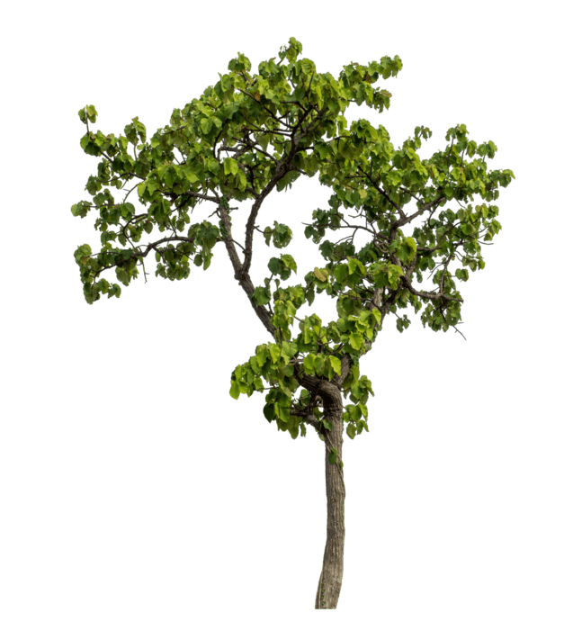 Animated Tree PNGs for Free Download