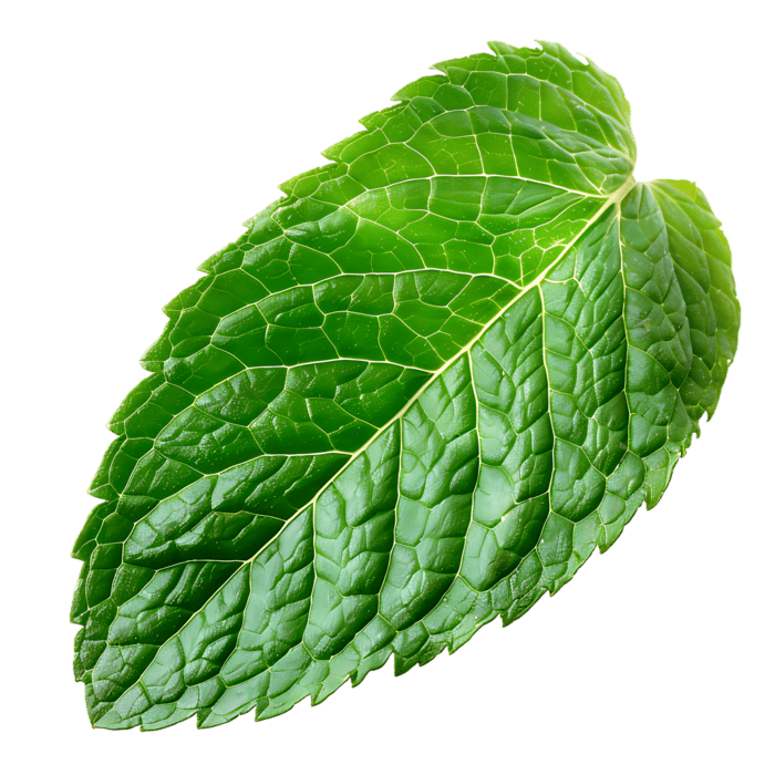 Mint Leaf PNGs for Free Download