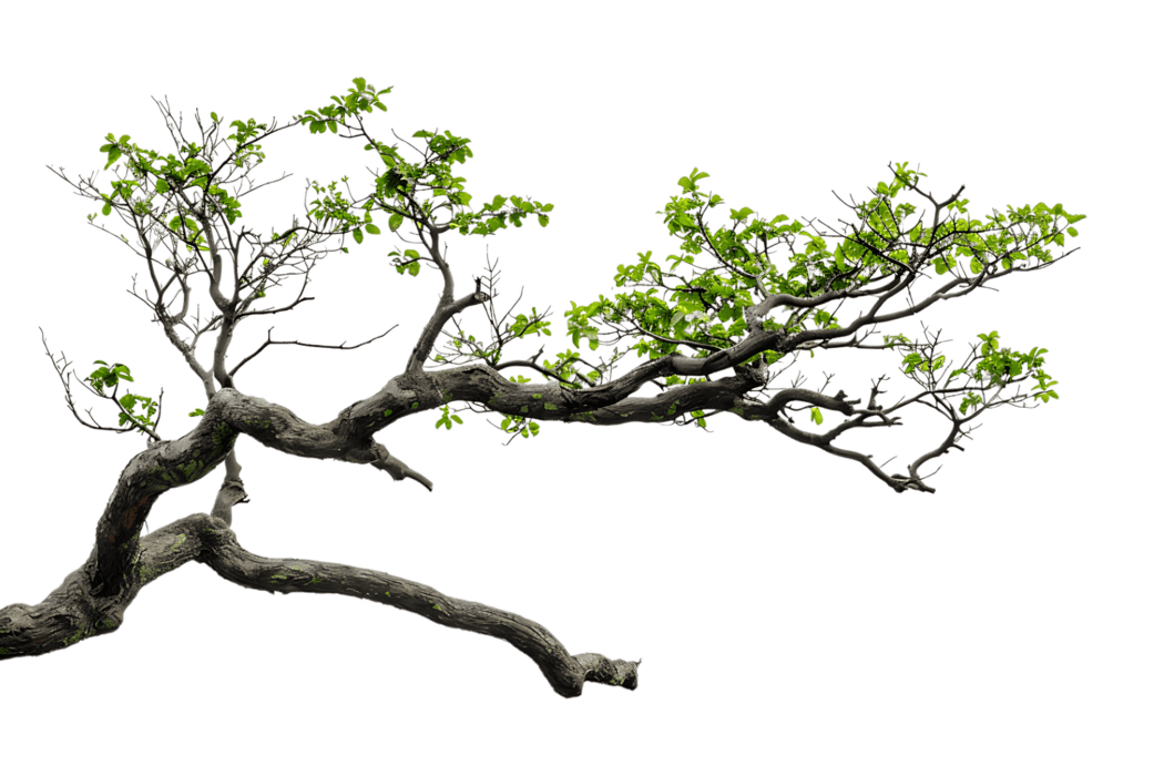 Tree Branches PNGs for Free Download