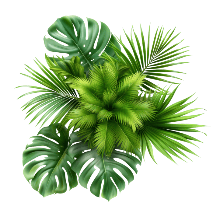 Tropical Plants PNGs for Free Download