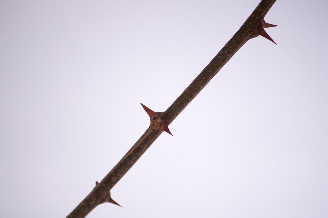 Thorn Vine Stock Photos, Images and Backgrounds for Free Download